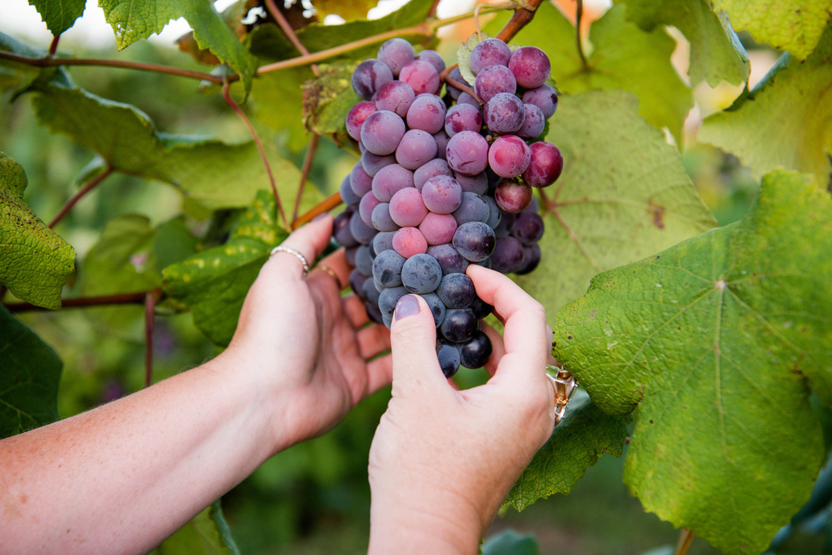 Niagara Wine Trail – Intimate, Authentic, Charming - Niagara Wine Trail ...